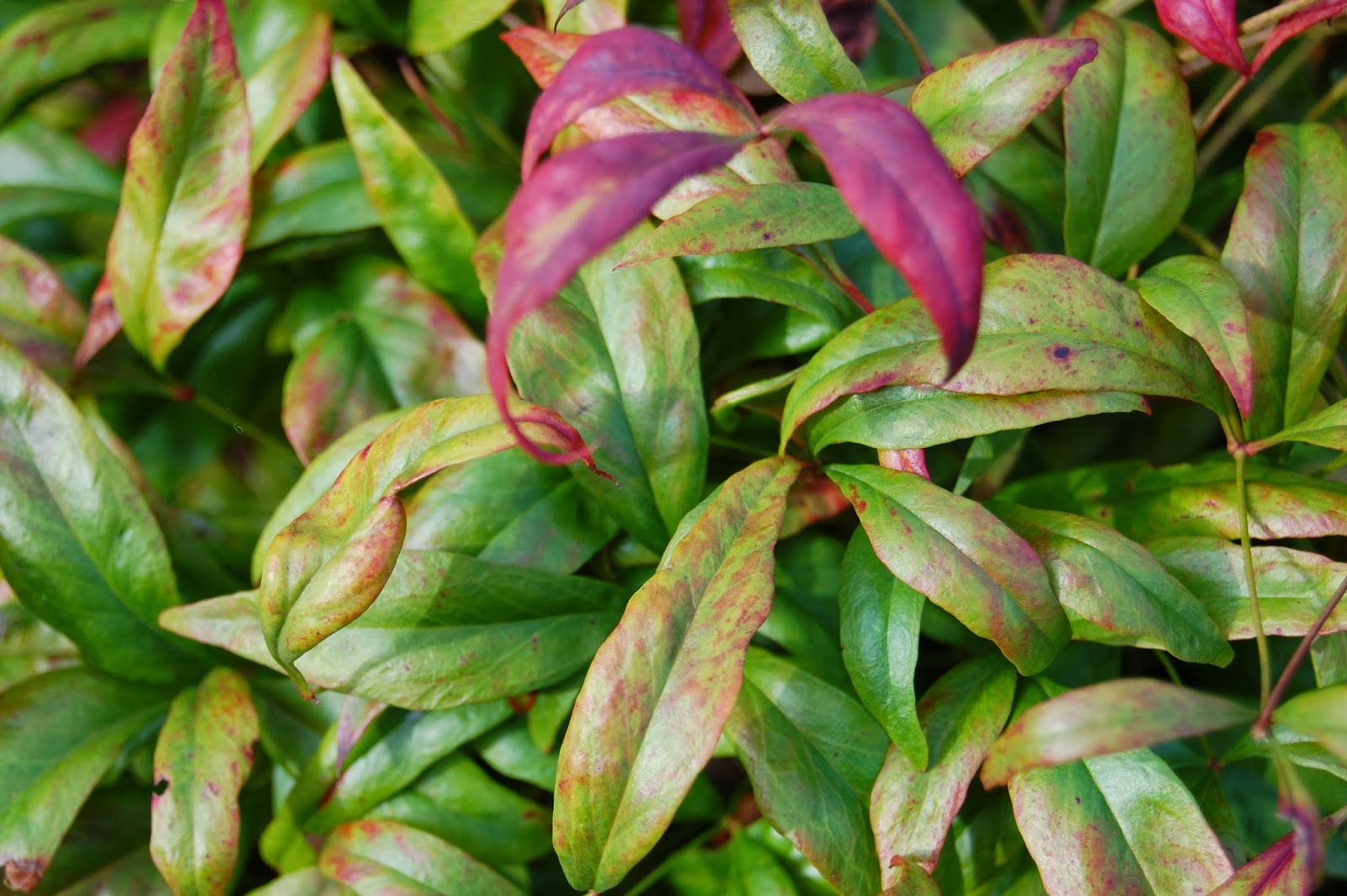 Scientific Classification