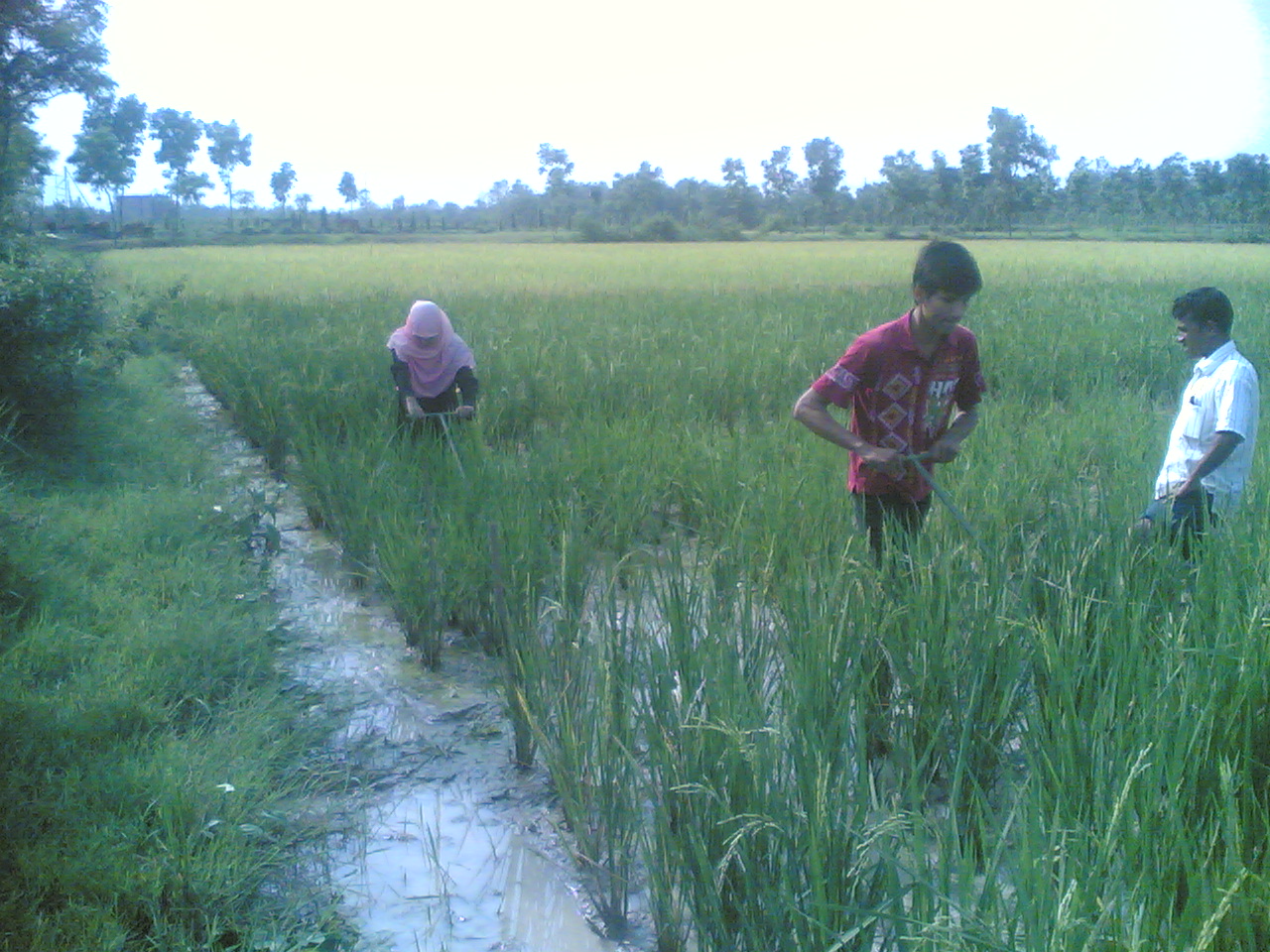WEEDS IN AGRICULTURAL FIELD: WEED MANAGEMENT