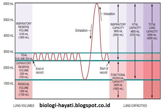 Volume dan Kapasitas Paru-paru Manusia