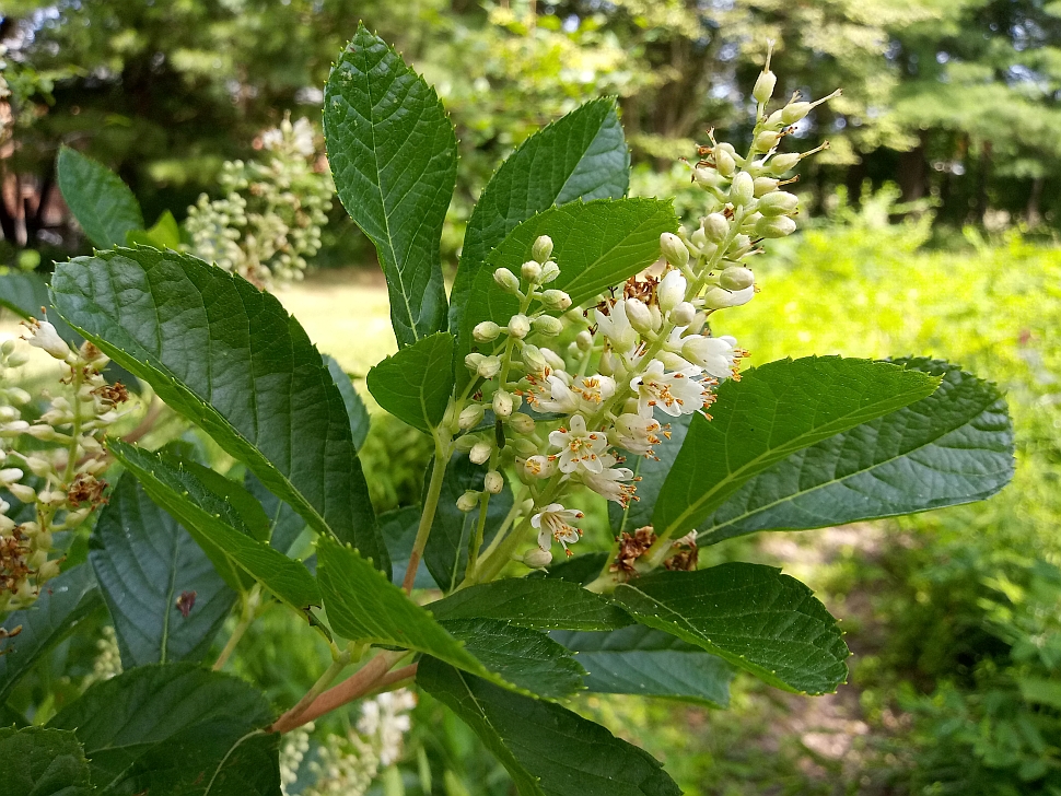 Future Plants by Randy Stewart: Clethra
