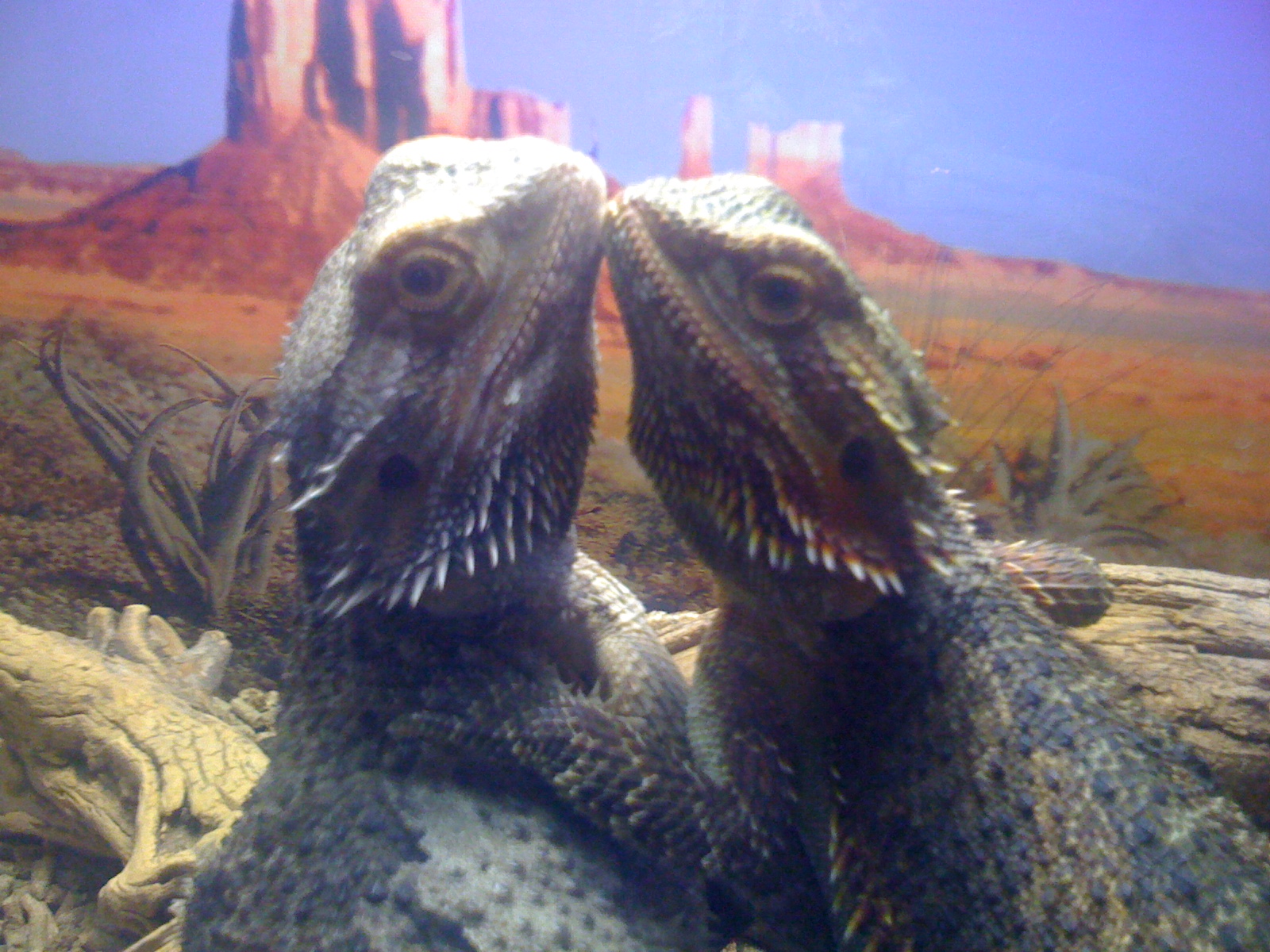 A Window to My Blogs