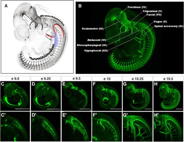 Paleontología y Evolución en la UCM: Origen evolutivo del musculo ...