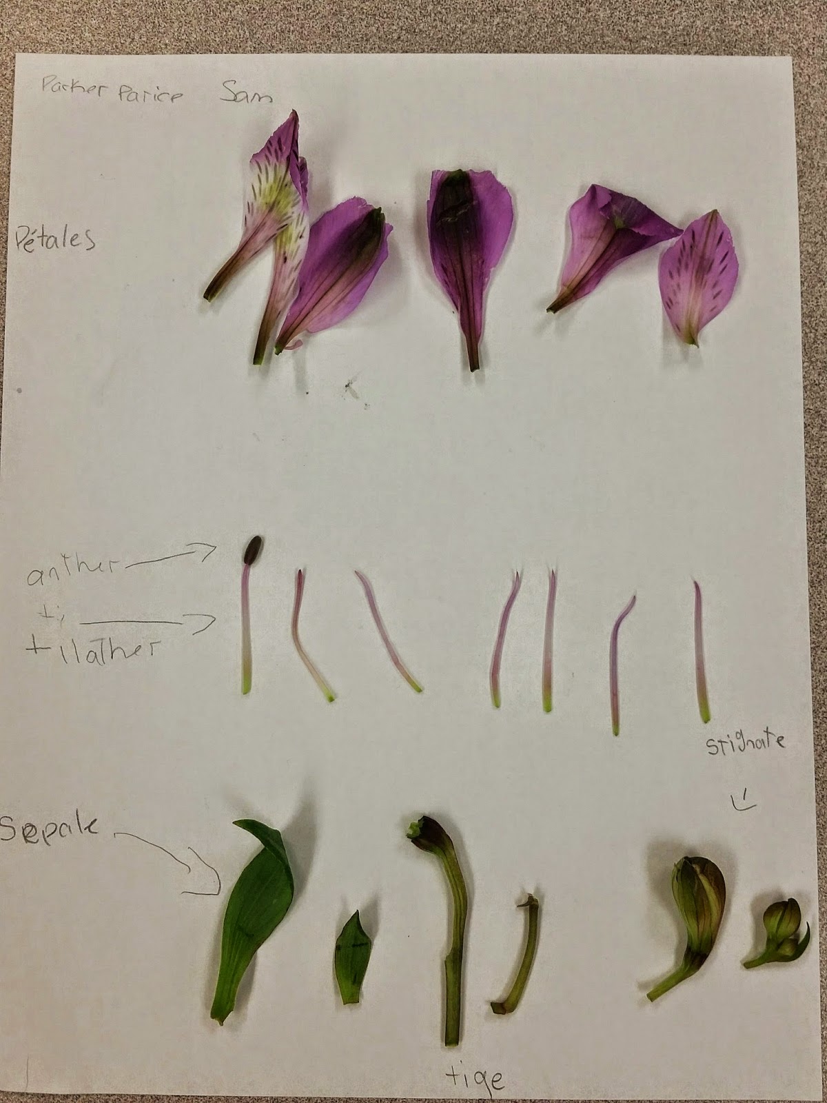 Mme Green's Classroom: Dissection des fleurs