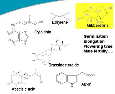 Hormon-hormon yang Mempengaruhi Pertumbuhan dan Perkembangan Tumbuhan