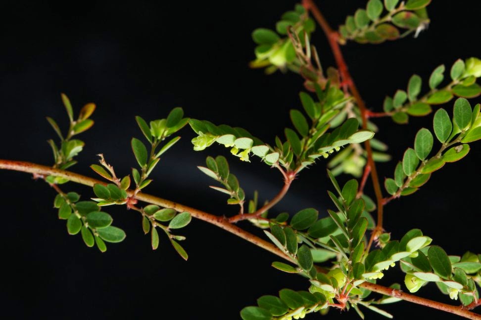 Humedales en Puerto Rico Papo Vives et al: PHYLLANTHUS STIPULATUS ...