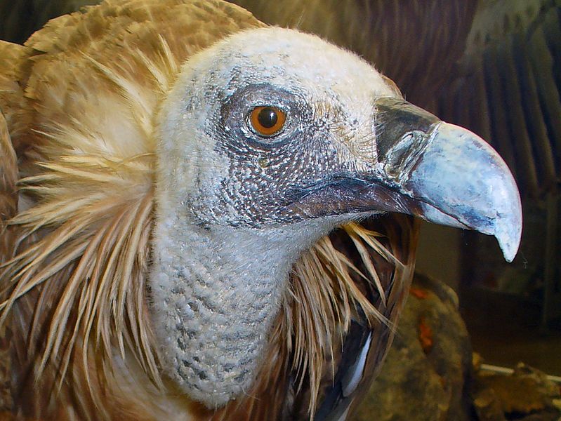 Brits in the USA: V is for Vulture