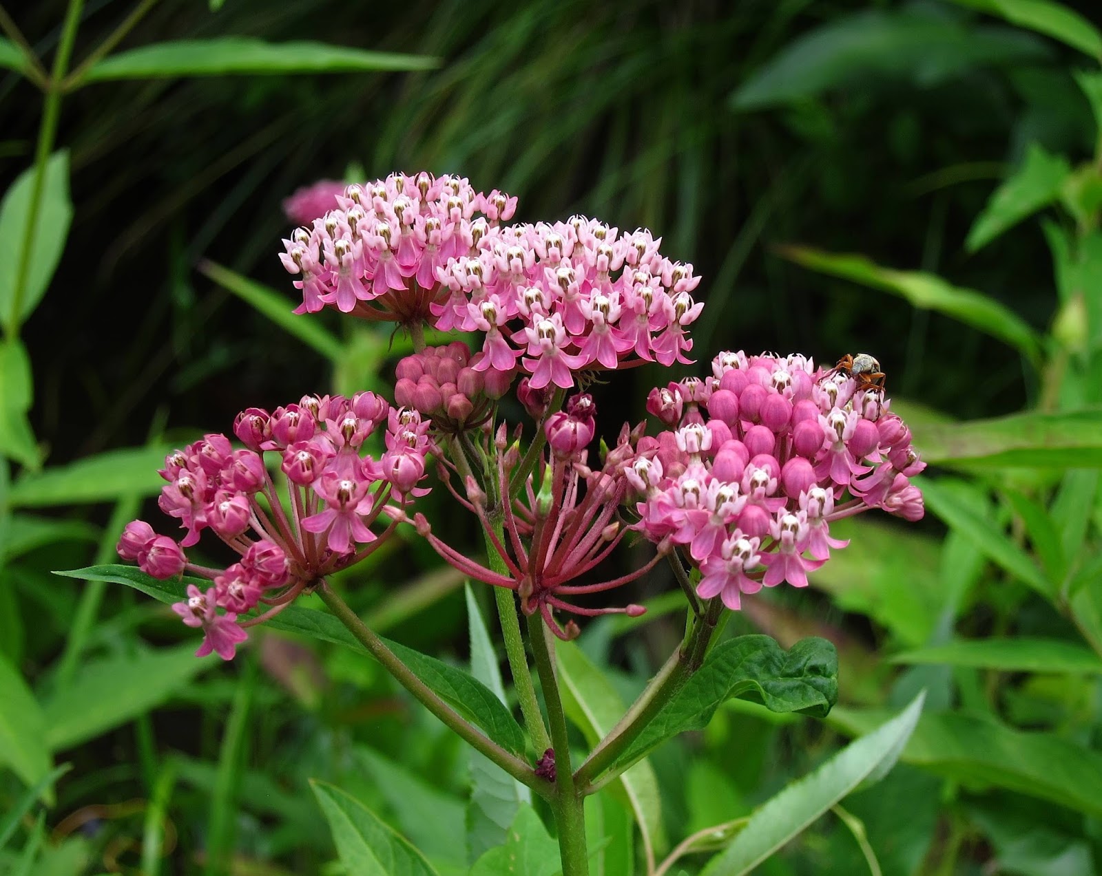 Saratoga woods and waterways: On the Hunt for the Missing Plants