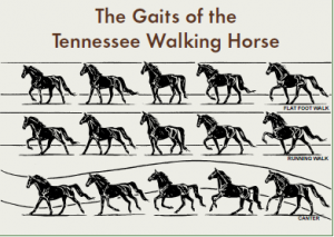 The Aspiring Equestrian: Tennessee Walking Horse