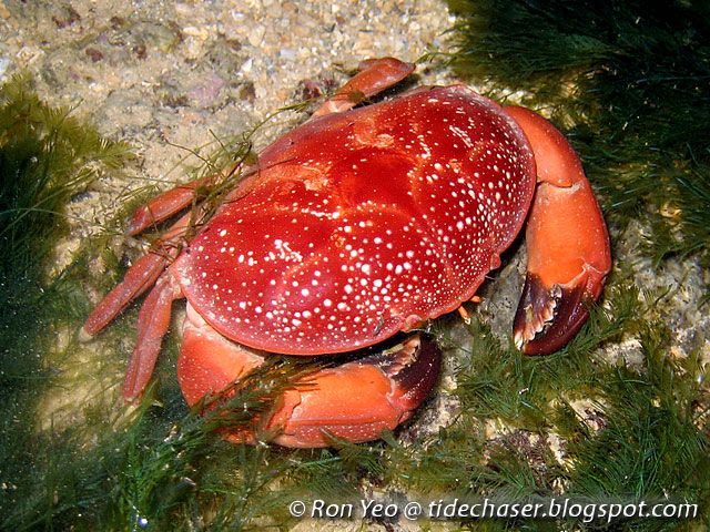 tHE tiDE cHAsER: Rubble Crabs (Phylum Arthropoda: Family Xanthidae) of ...