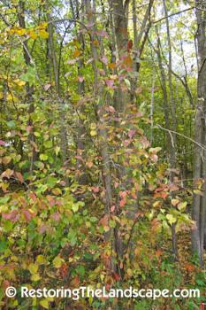 Restoring The Landscape With Native Plants: Native Plant of the Week ...