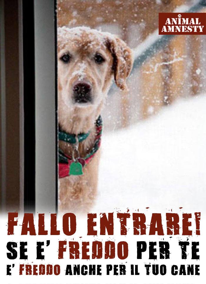 Lasciare l'animale domestico esposto al freddo: maltrattamento e ignoranza