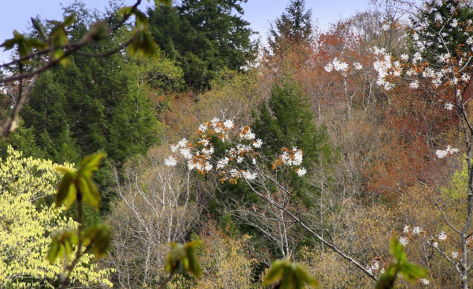 New England Forests: 2017