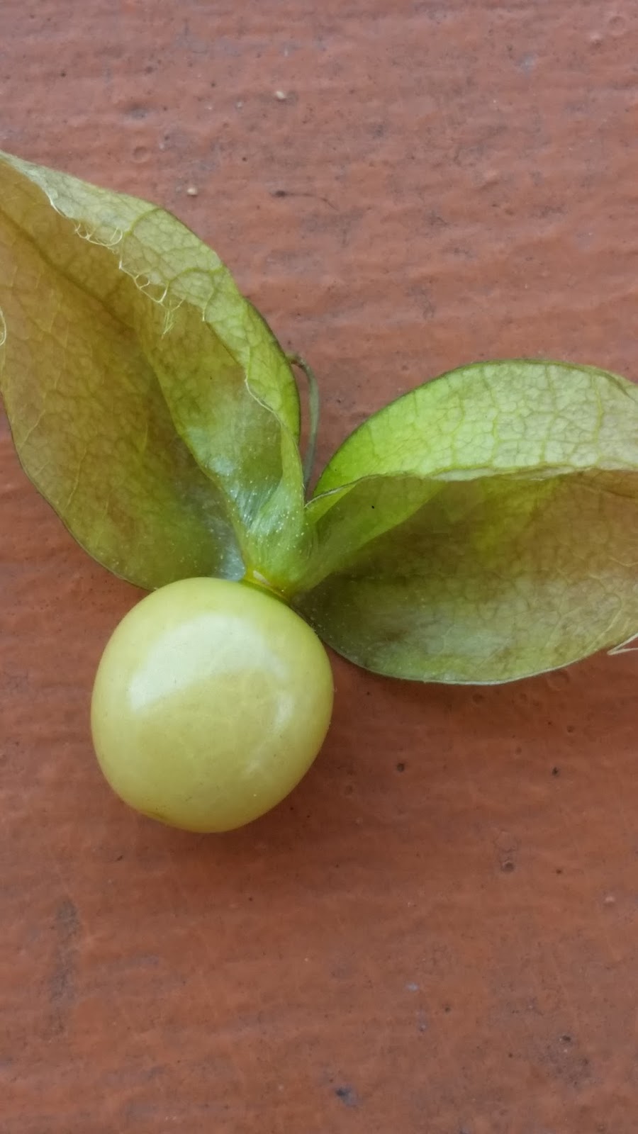 Warisan Petani: 2015