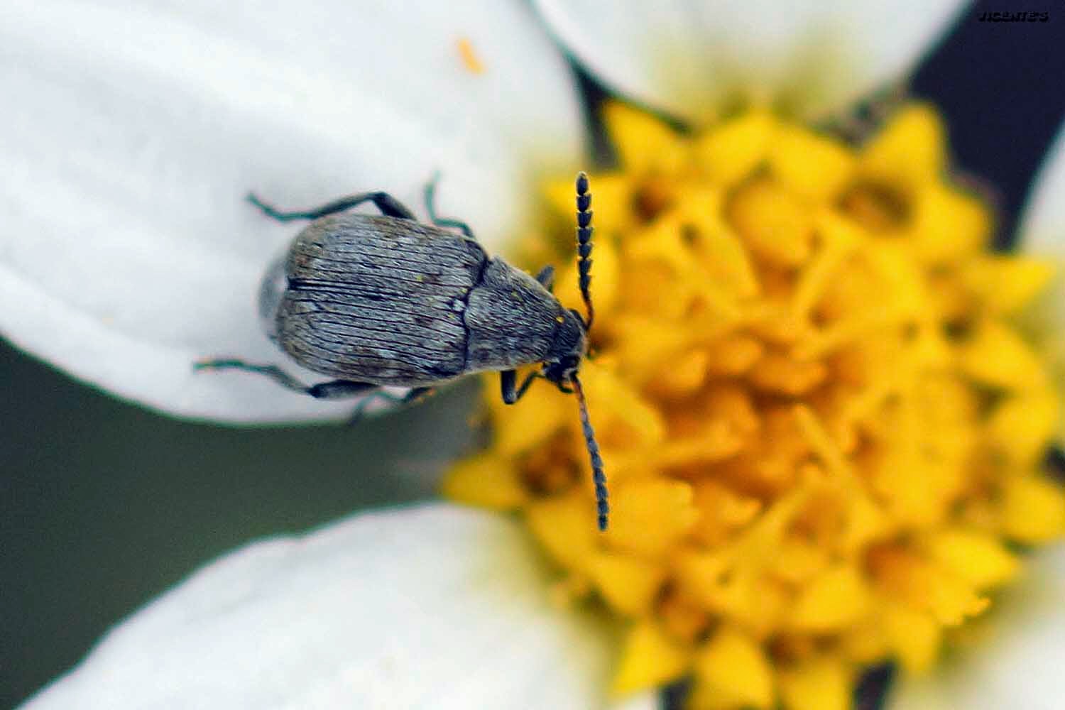 Fauna silvestre de Hormaza: Bruchidius imbricornis