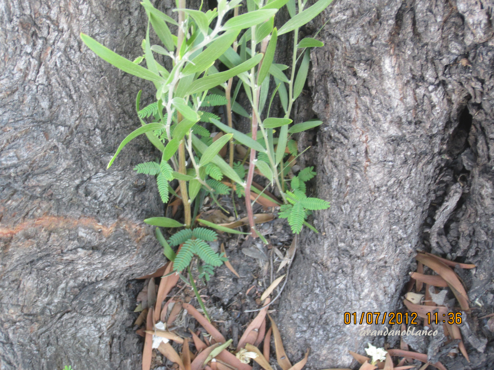 elarbolmiamigo-encinarosa: Acacia negra / Aromo australiano / Acacia ...