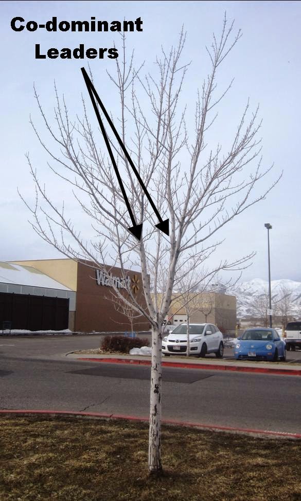 Fruit Tree Pruning at Its Best: Pruning