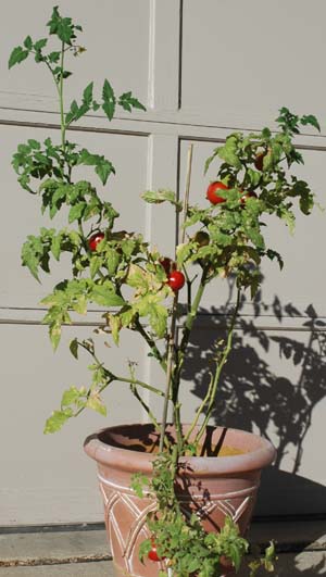 JeffCo Master Gardeners: Tomatoes for Thanksgiving by Duane Davidson JeffCo Master Gardeners: Tomatoes for Thanksgiving by Duane Davidson