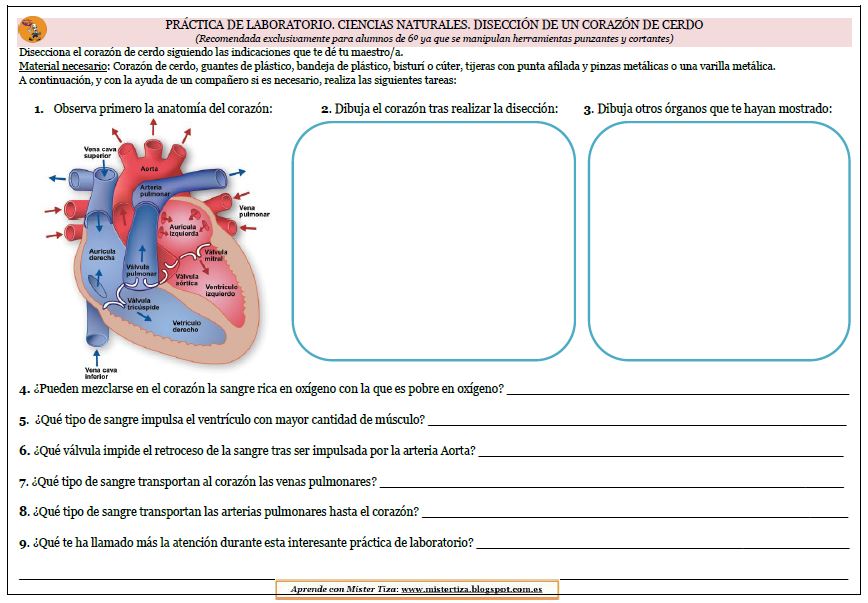 Aprende con Míster Tiza: DISECCIÓN DE CORAZÓN Y OTROS ÓRGANOS