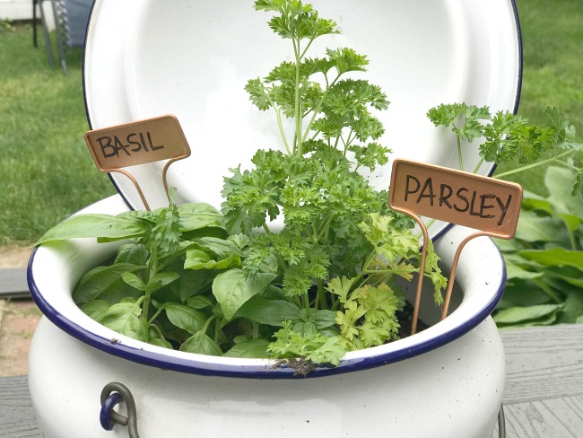 Vintage Enamelware Chamber Pot Herb Garden