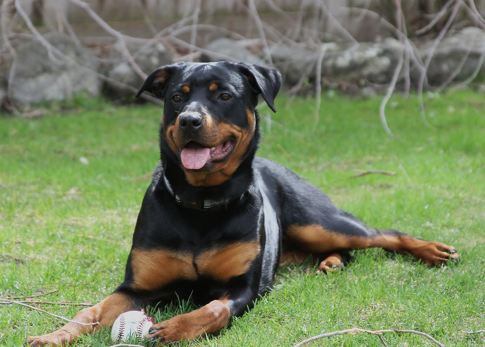 Diesel- The Boxweiler: The Puppy-