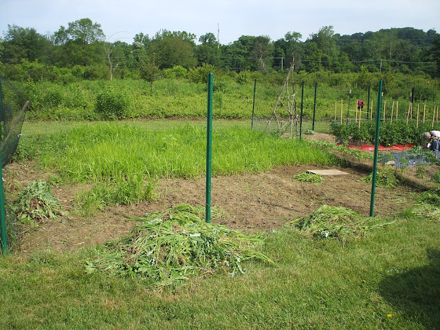 Suburban Gardeness: 2nd Garden Plot