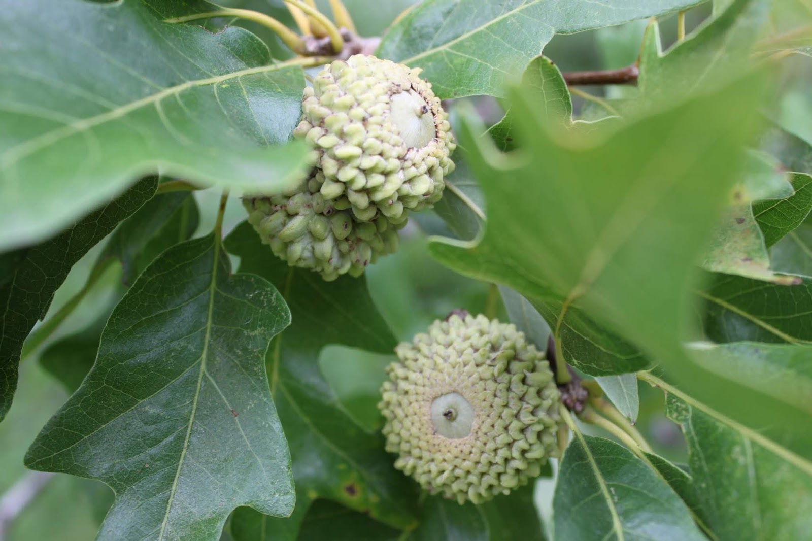 Centenary College Arboretum: Tree of the Week: Overcup Oak (Quercus lyrata)