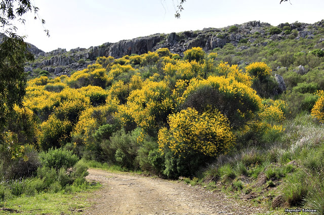 Flora Bonaerense: Sierras de Tandil