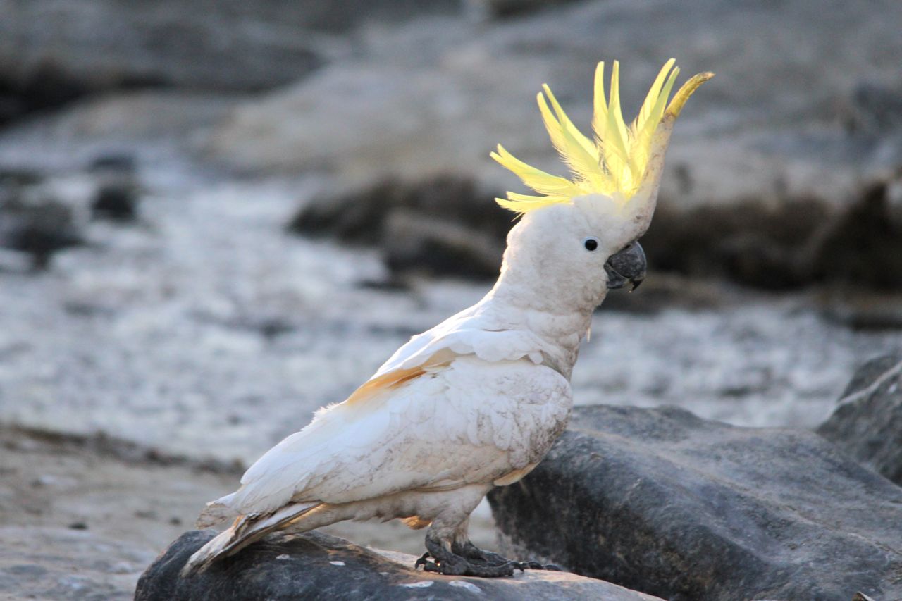 Pete's Flap Birding Aus: Birds of the Bungles