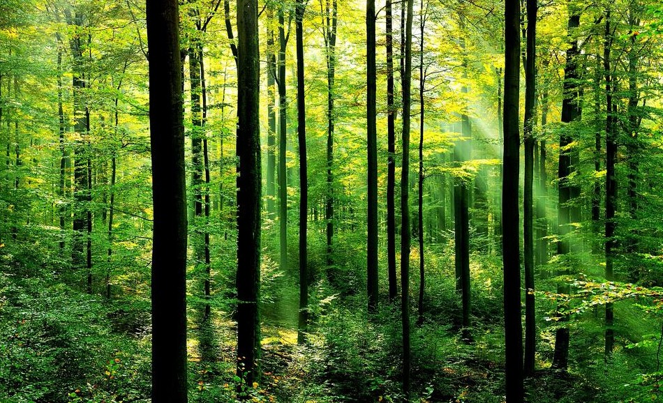 6 Jenis Flora di Pulau Sumatera ~ Ruana Sagita