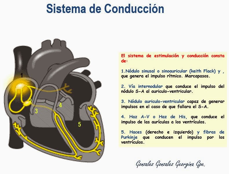 Actividad eléctrica del corazón 20/02/14 ~ BLOG DE FISIOLOGÍA BASICA