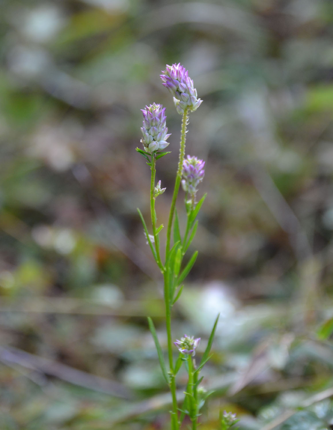 Woods Walks and Wildlife: September 2011