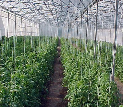 TOMATE EN INVERNADERO
