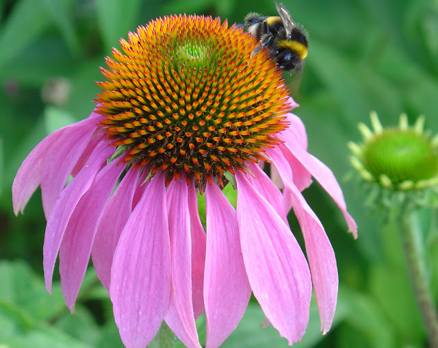 Fra frø til blomst: Purpur solhat Echinacea Purpurea