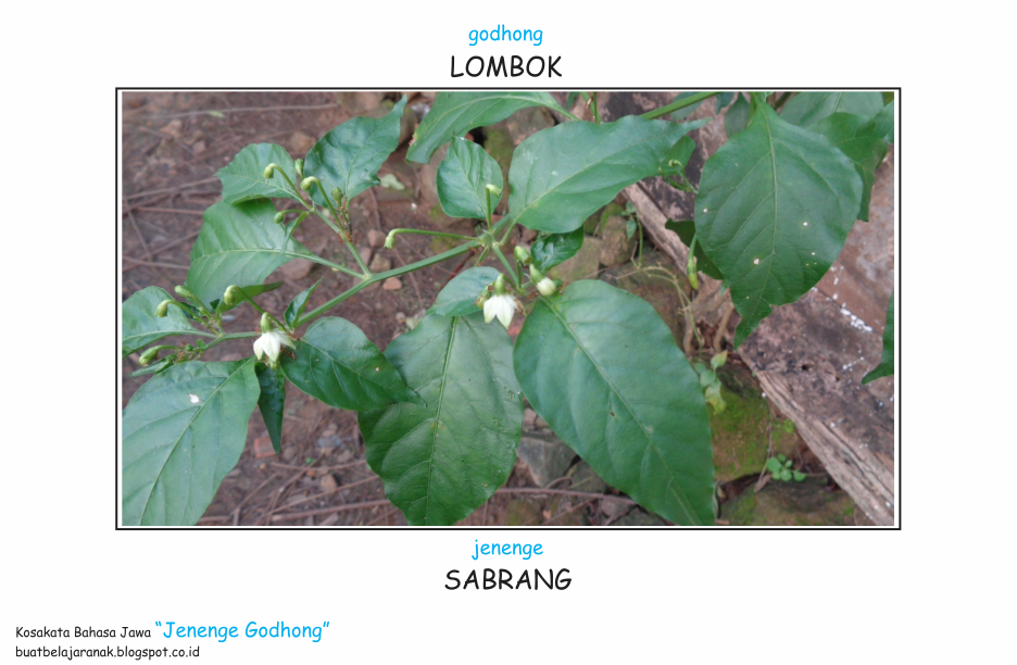 Kosakata : Nama-Nama Daun dalam Bahasa Jawa - SIAP UJIAN