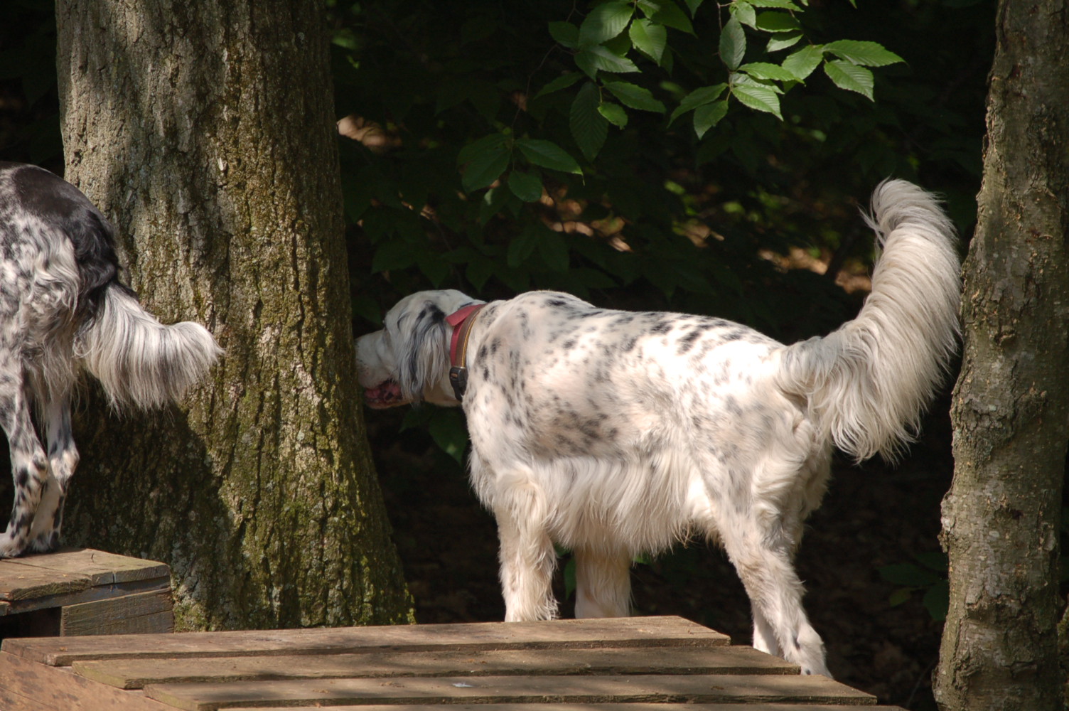 Quick Silver English Setters