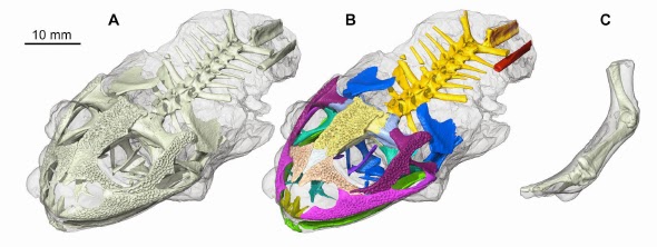 Sciency Thoughts: The re-examination of a 'mummified' Eocene Frog.