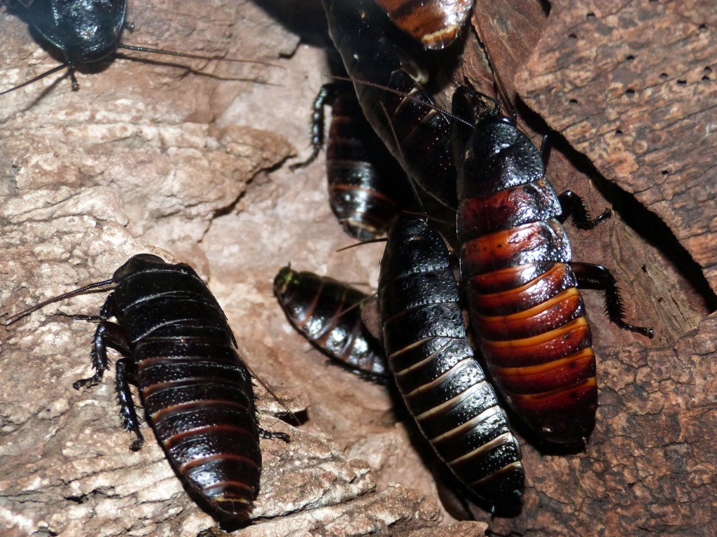 Taxonomía Arthropoda: Clase Insecta Orden Blattodea