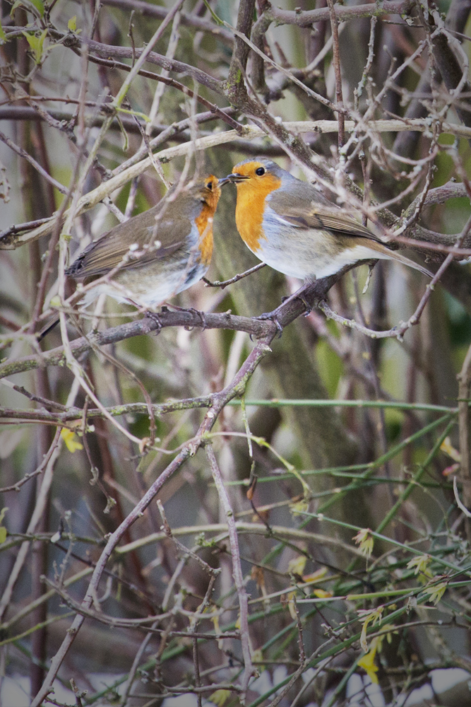 Nommieworld: the pair of robins in the garden