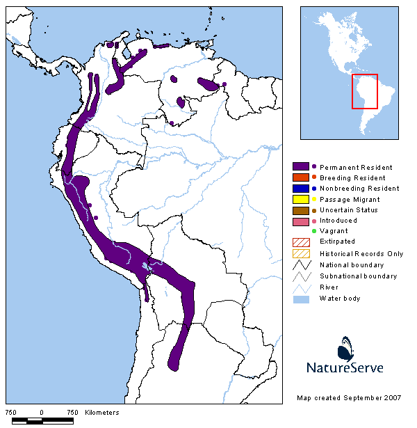 mis fotos de aves: Colibri coruscans Colibrí Grande Sparkling Violet-ear