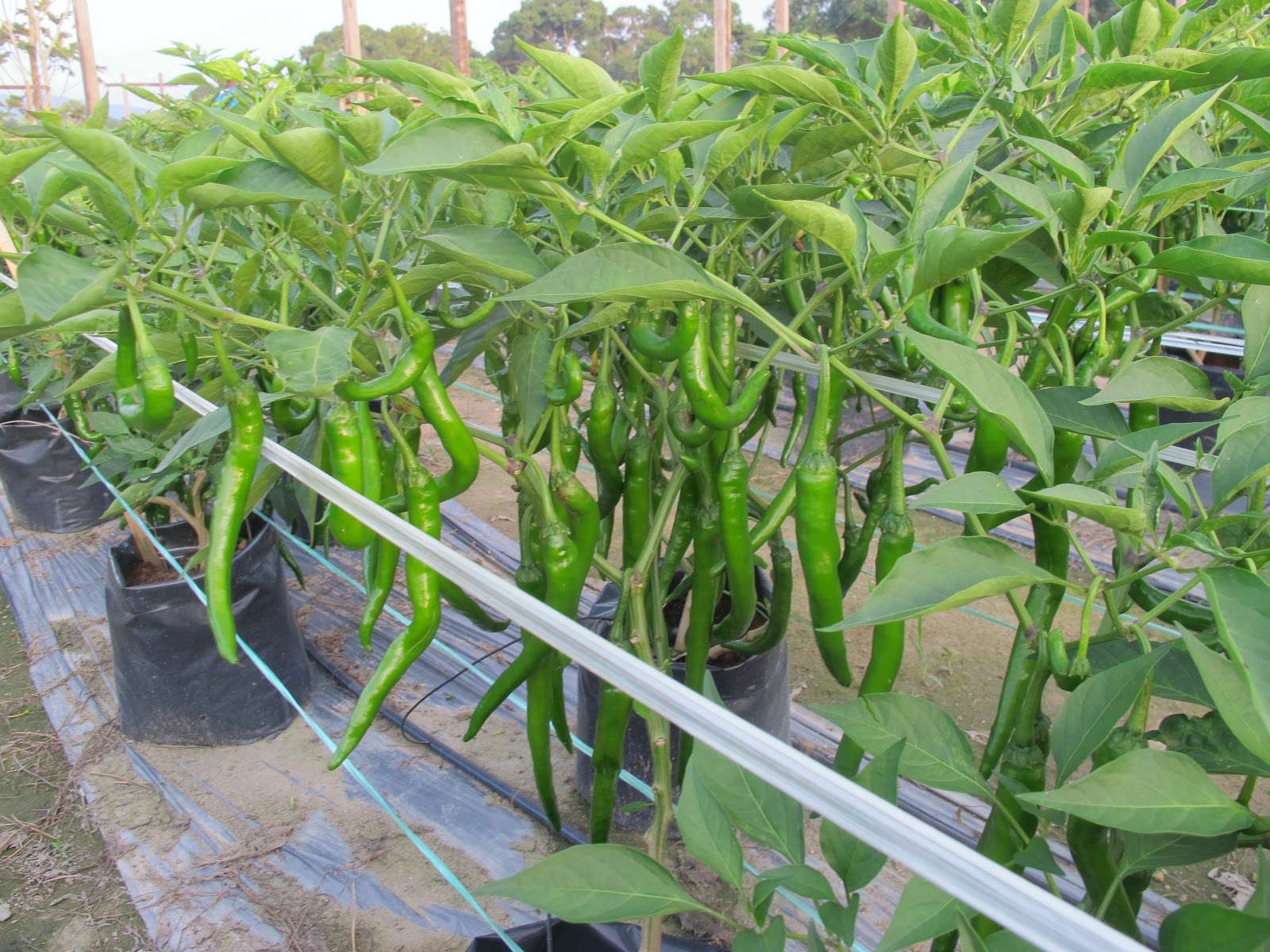 Just 40: Fabulously young at hearts: Lawat Ladang Cili & Birthday surprise