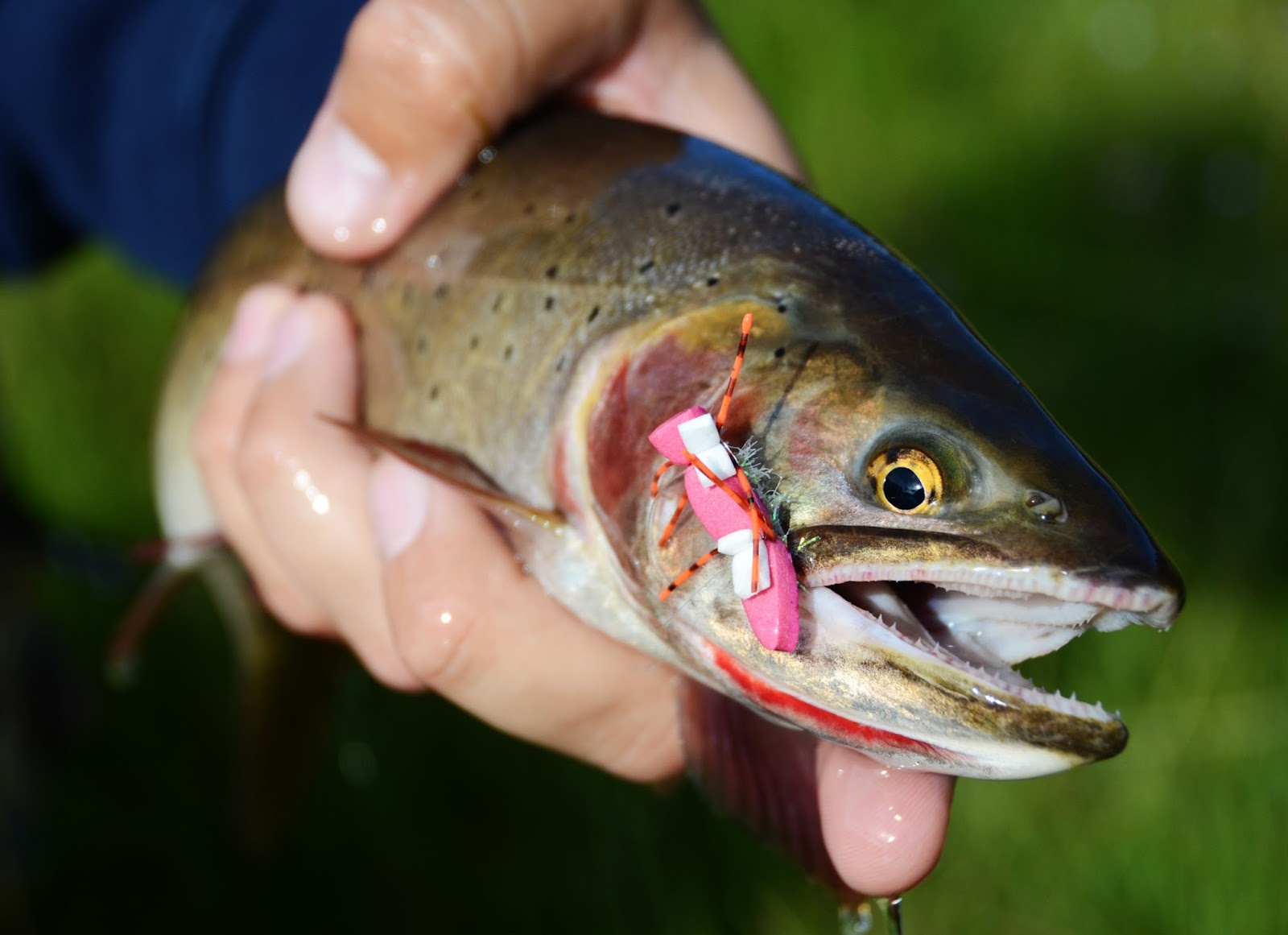 Field Test Results: The Blingnobyl Wrecks... - Fly Fish Food -- Fly ...