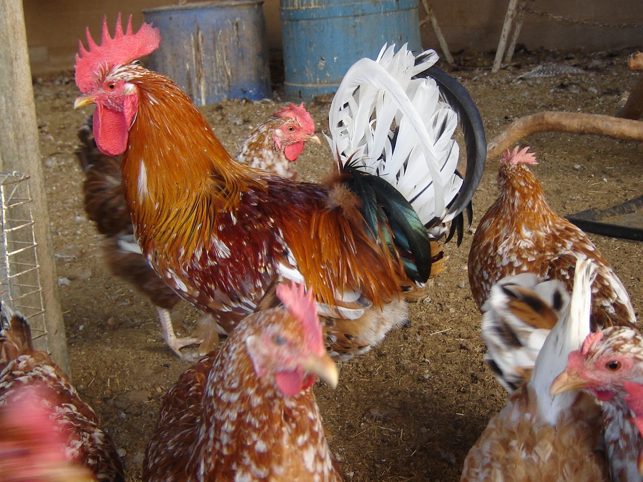 Aloha Chickens: Fall Breeder Pen #2