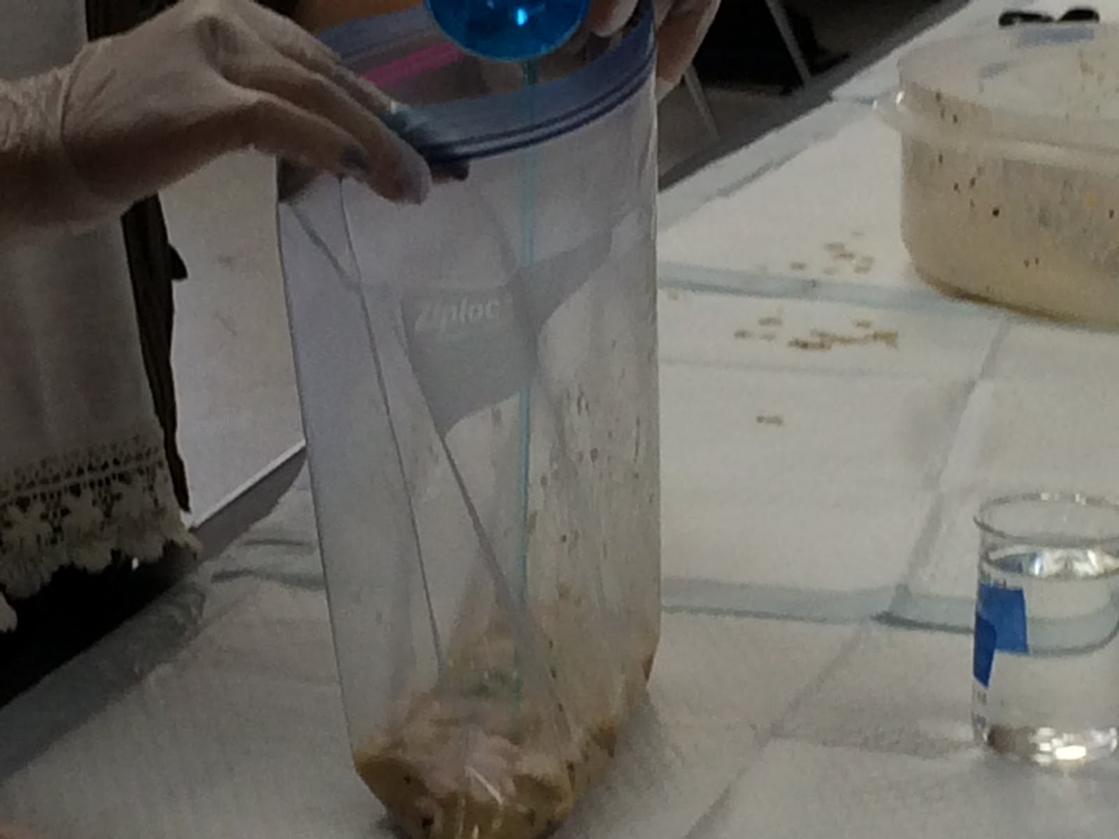 Trent Crean 2016-2017 Digital Notebook: Making Poop: A Look at the ...