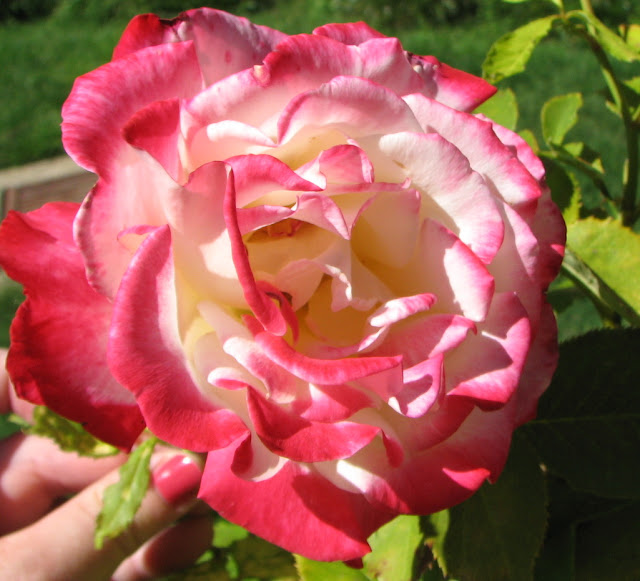 Bush Bernie's Blog: Welcome 2012!