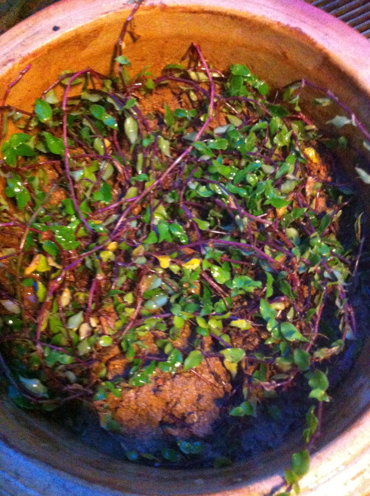 சர்வ சக்தி விருட்சபீடம்: அற்புத பலன்கள் அருளும் சஞ்ஜீவி மூலிகைகள்