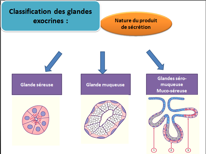 cours d'Histologie, épithéliums glandulaires ~ biologie universitaire
