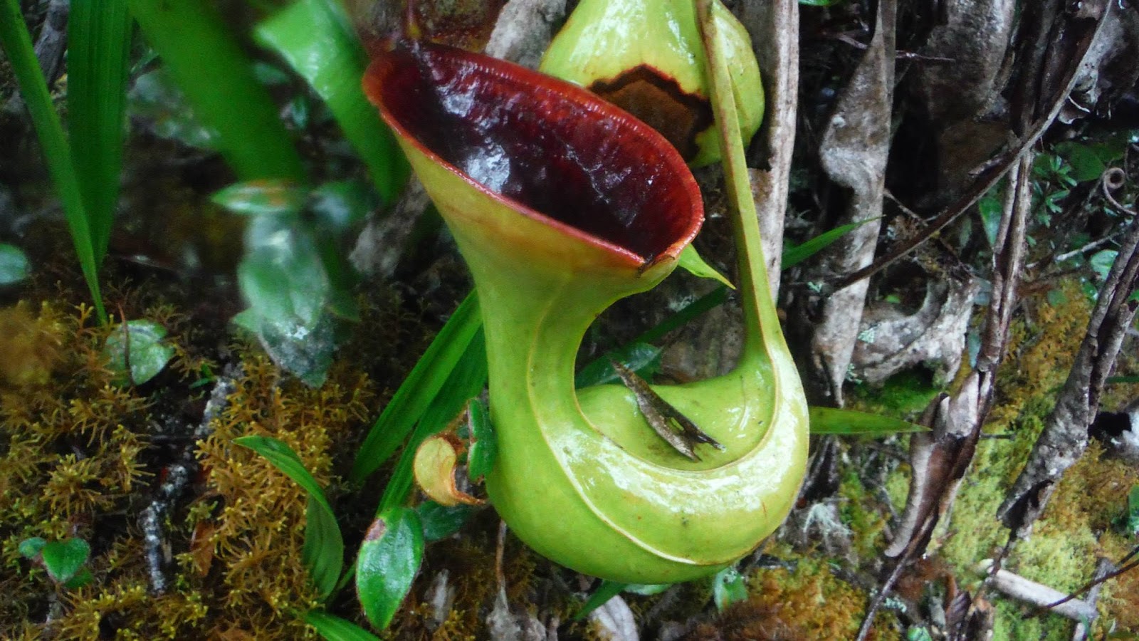 Mt Trusmadi, Trusmadi Forest Reserve: Mt Trusmadi, Trusmadi Forest ...