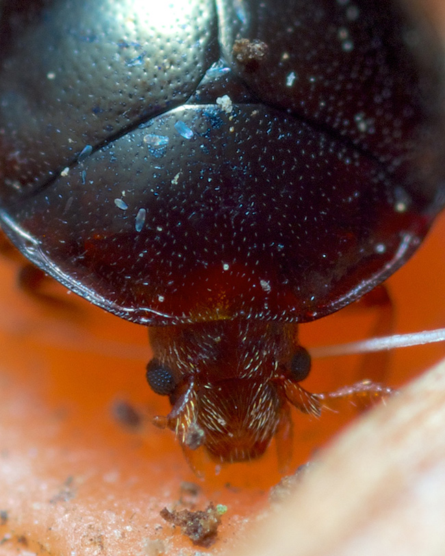 ムシをデザインしたのはダレ？: 不明甲虫 ?クロミジンムシダマシ