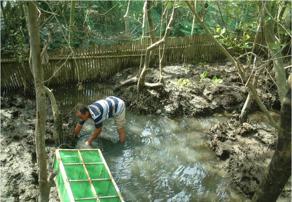 Trusted Live Mud Crab Exporter with High Quality - Mud Crab Exporters ...