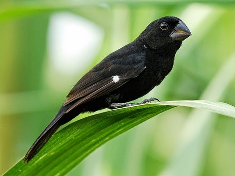 de KleurKanarie door Constant van Santen : Twa Twa